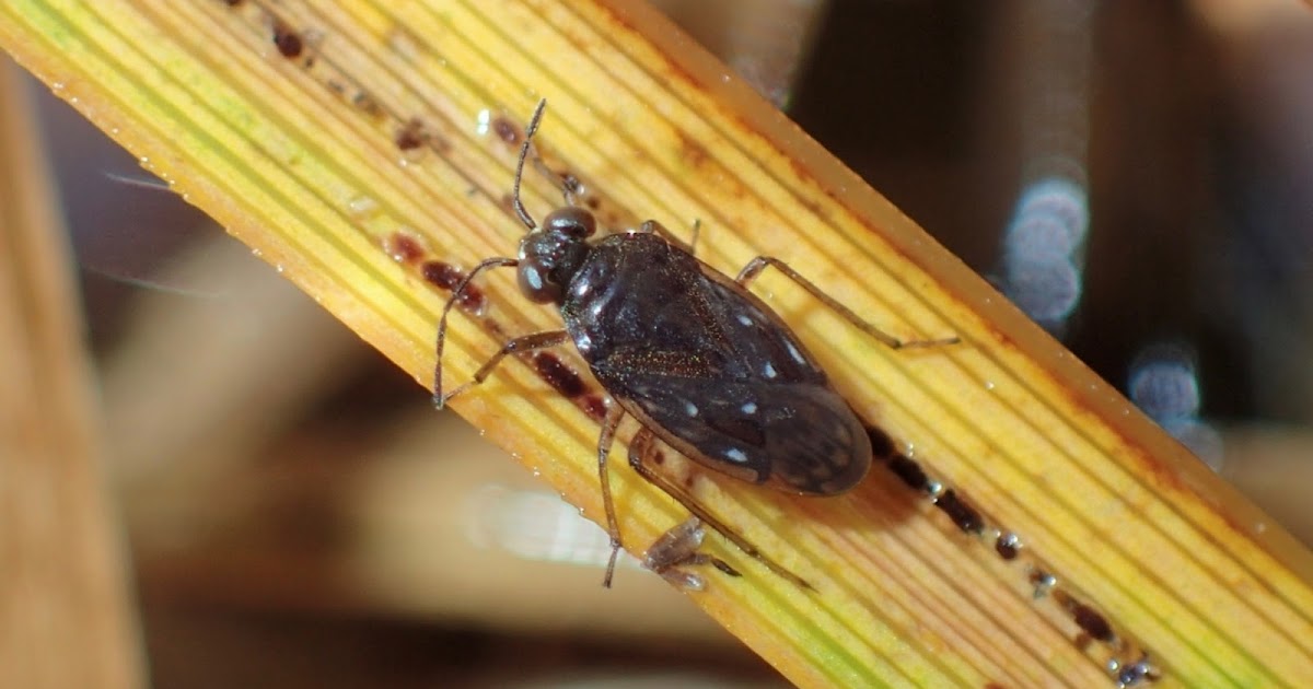 しみじみ牙蟲: シロヘリミズギワカメムシ Saldula opacula (Zetterstedt, 1838)
