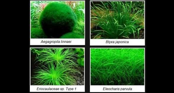 Aquarium Plants Types