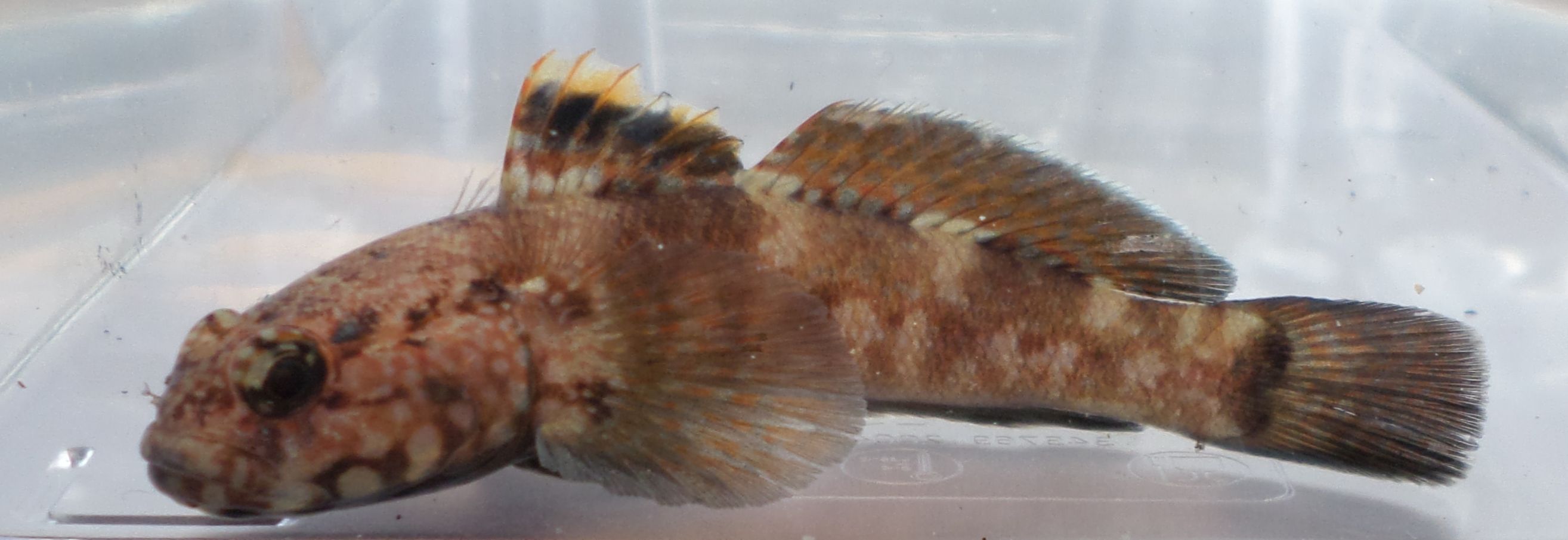 fishyfishy: Fish Identification, Gobies.