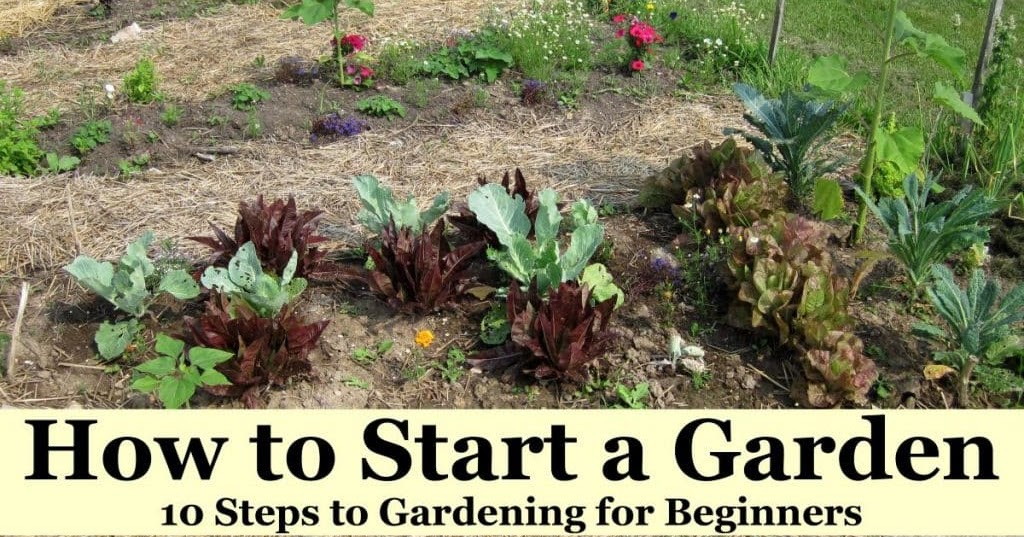 Gardening for Beginners: 5 Tips for a Successful Start - gardening ideas