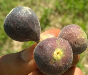 बेडू (बेड़ू) या फेडू (Himalyan Fig)