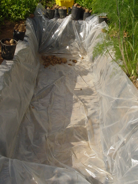 Slug Moat: Pond, Rainwater Catchment, & Protected Nursery ...