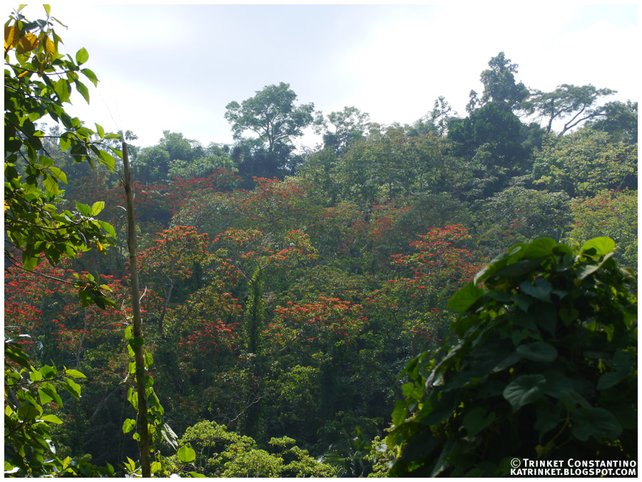 breathing space: bataan birding continues
