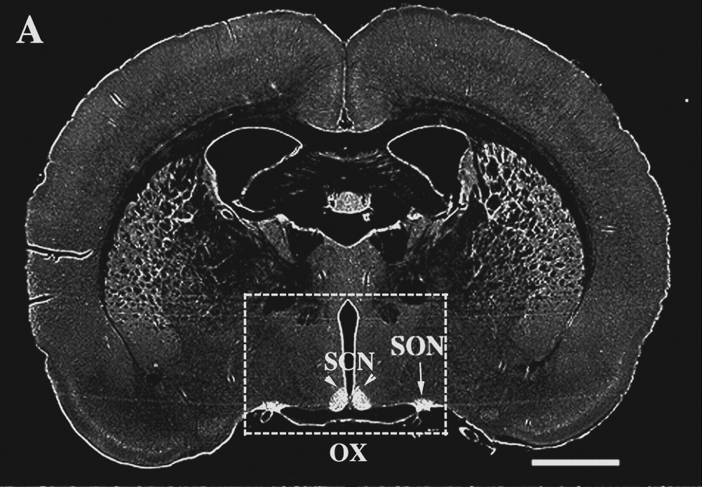 THERE IS A CLOCK IN YOUR BRAIN