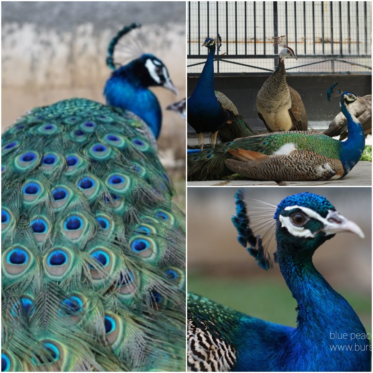 CARA MUDAH BERTERNAK MERAK - Bursa Ayam Hias