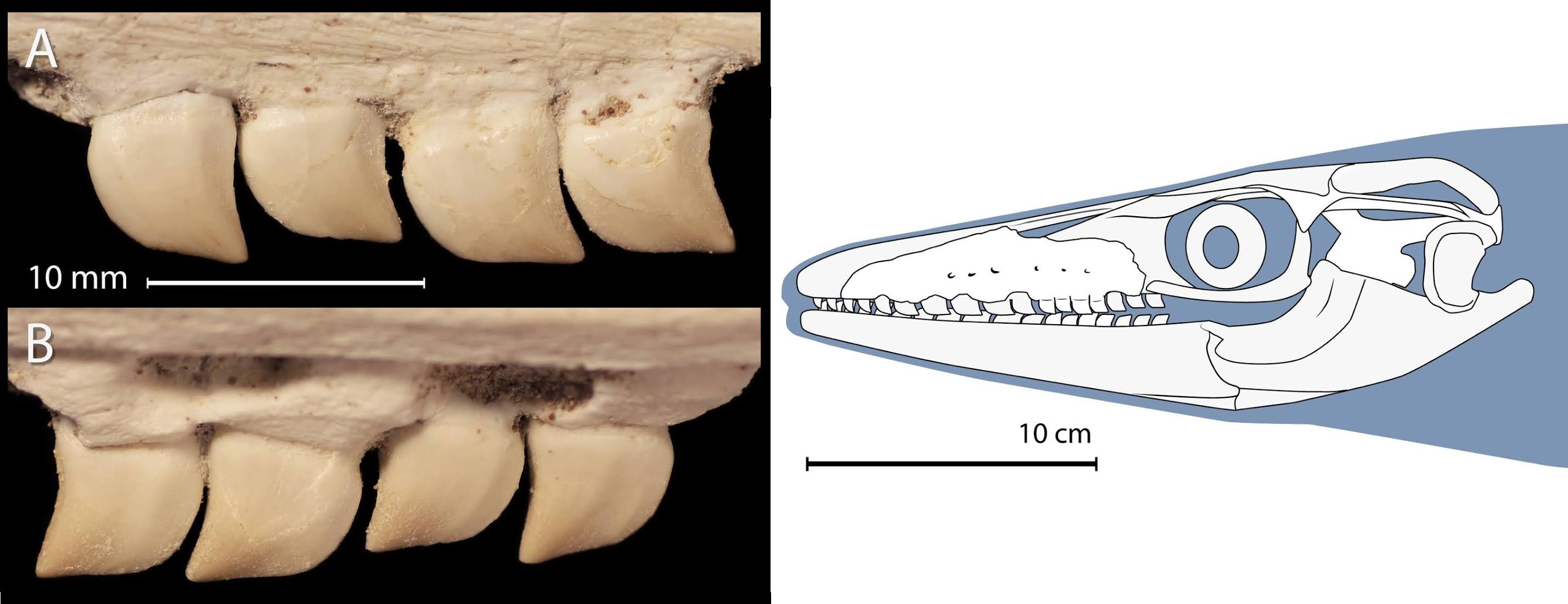 Species New to Science: [Paleontology • 2021] Xenodens calminechari • A ...
