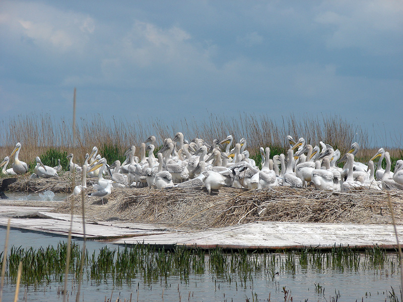 Dan din Delta Dunării: DESPRE CUIBURI