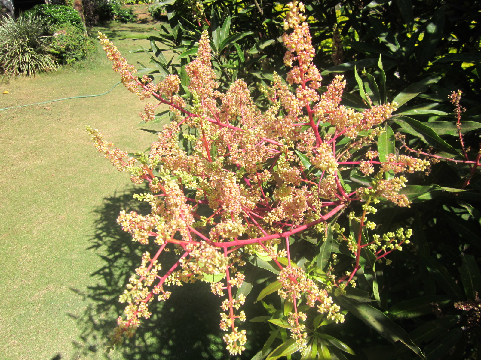 Mango | KERALA NATURE AND AYURVEDA