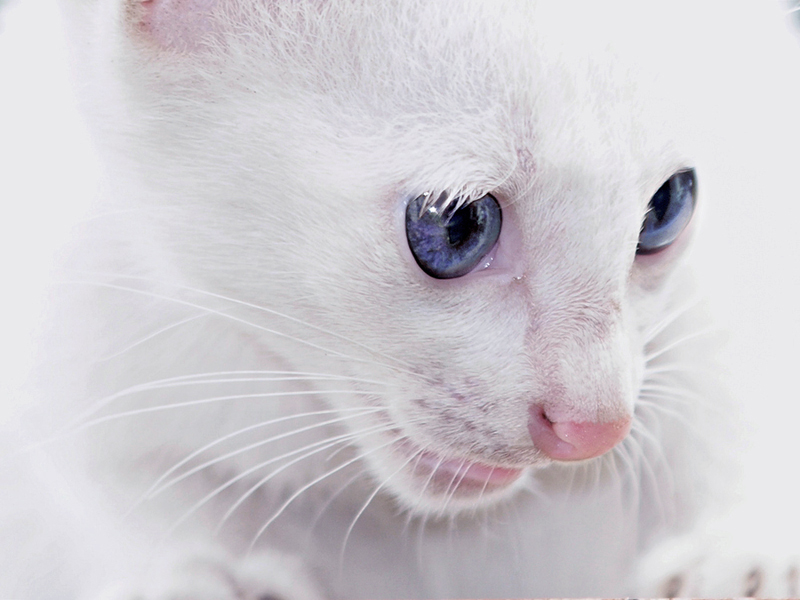 Choose Your Magic Travel: The White Colour in Nature