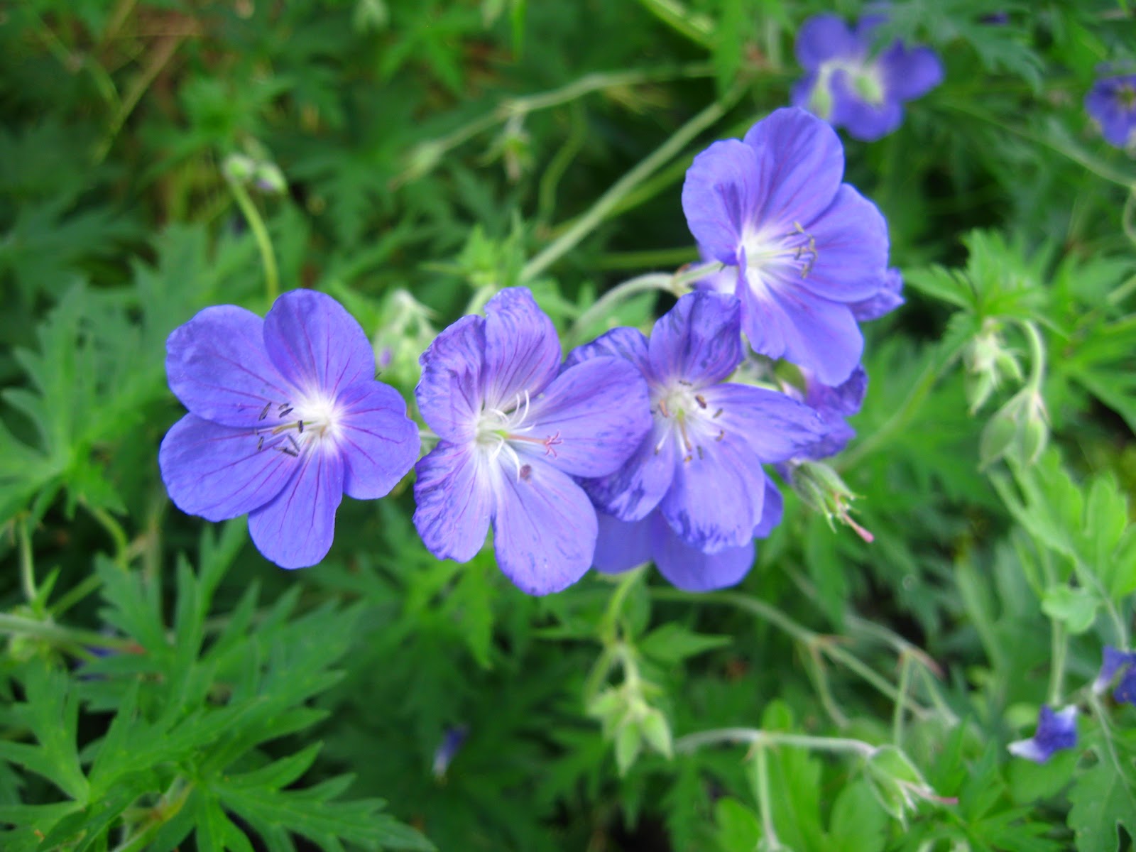 Cheesehead Gardening: Shade Plant of the Week - Hardy Geranium