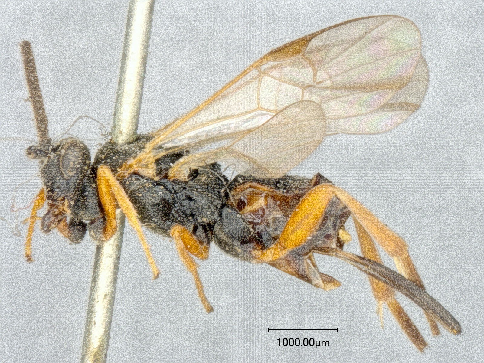 BRACONID WASPS, CATERPILLARS, AND BIOCONTROL: What do we know about the ...