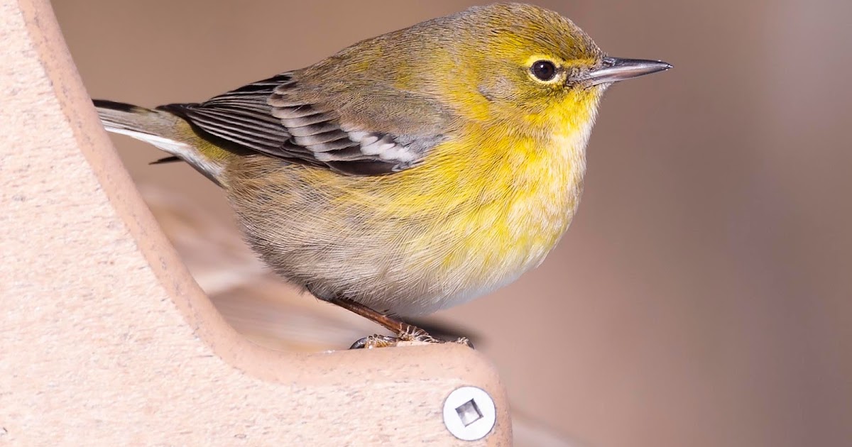 Ohio Birds and Biodiversity: Winter Pine Warbler