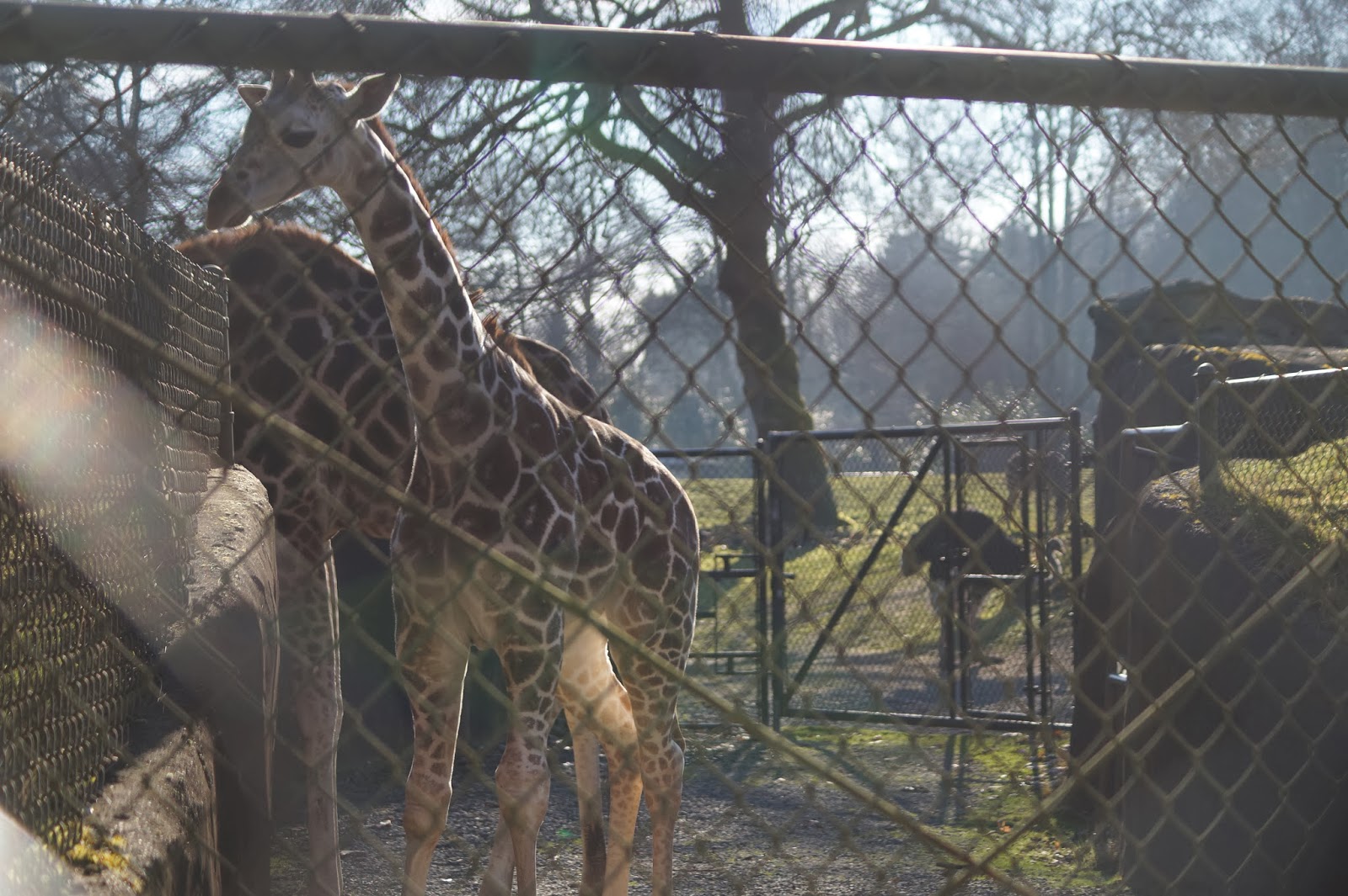 Jan's Musings: Sunday January 26 - Seattle Zoo with a chatter