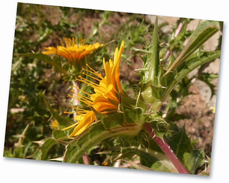 PlantArte en tu Oasis. Paisajismo y naturaleza para todos.: Plantas de ...