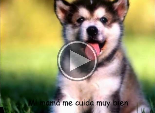 Compartiendo con el alma para ti: REFLEXIONES: El Diario De Un Perro