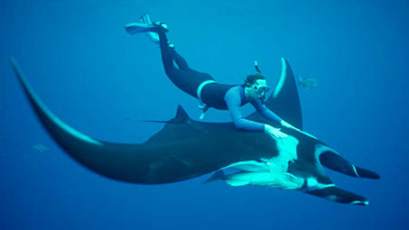 La balade du Corto: Mon paradis à dos de raie manta