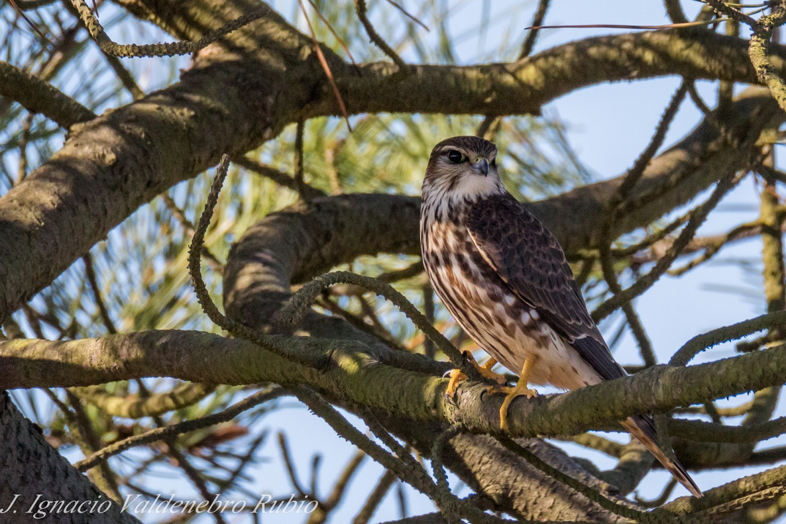 DocNatureBlog: El halcón más pequeño de Europa en Cabo Peñas. Esmerejón ...
