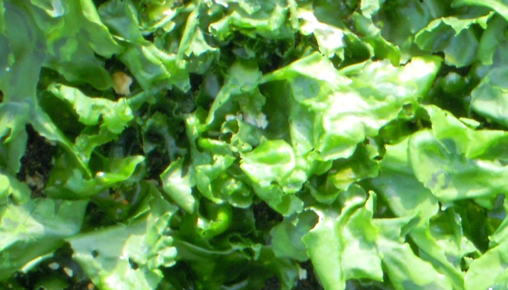 Behind the French Menu: Algue or Algue de Mer - Seaweed. Edible ...