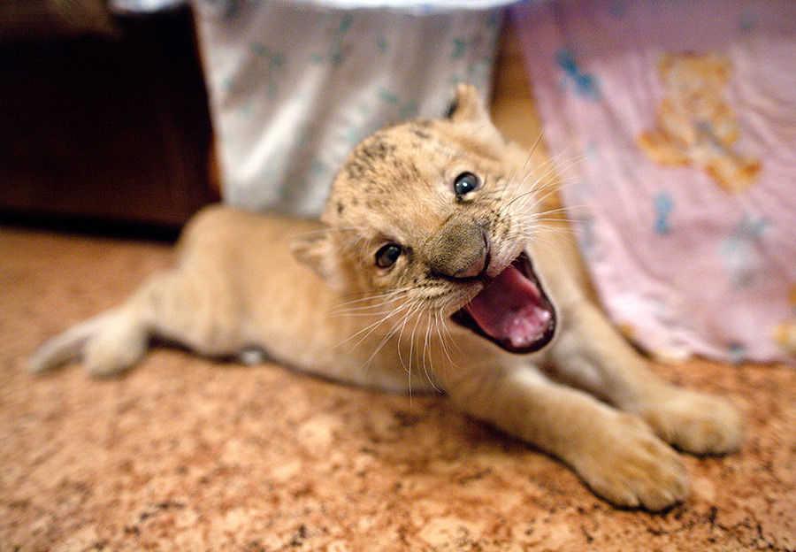 The world's first Liliger born at Russian zoo (20 pics) | Amazing Creatures