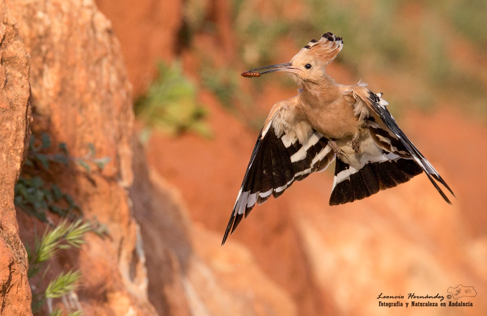 FOTOGRAFÍA Y NATURALEZA EN ANDALUCÍA: AVES-ABUBILLA (Upupa epops)