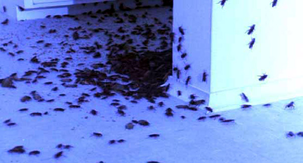 The Vault of Buncheness: 31 DAYS OF HORROR-DAY 4: CREEPSHOW (1982)