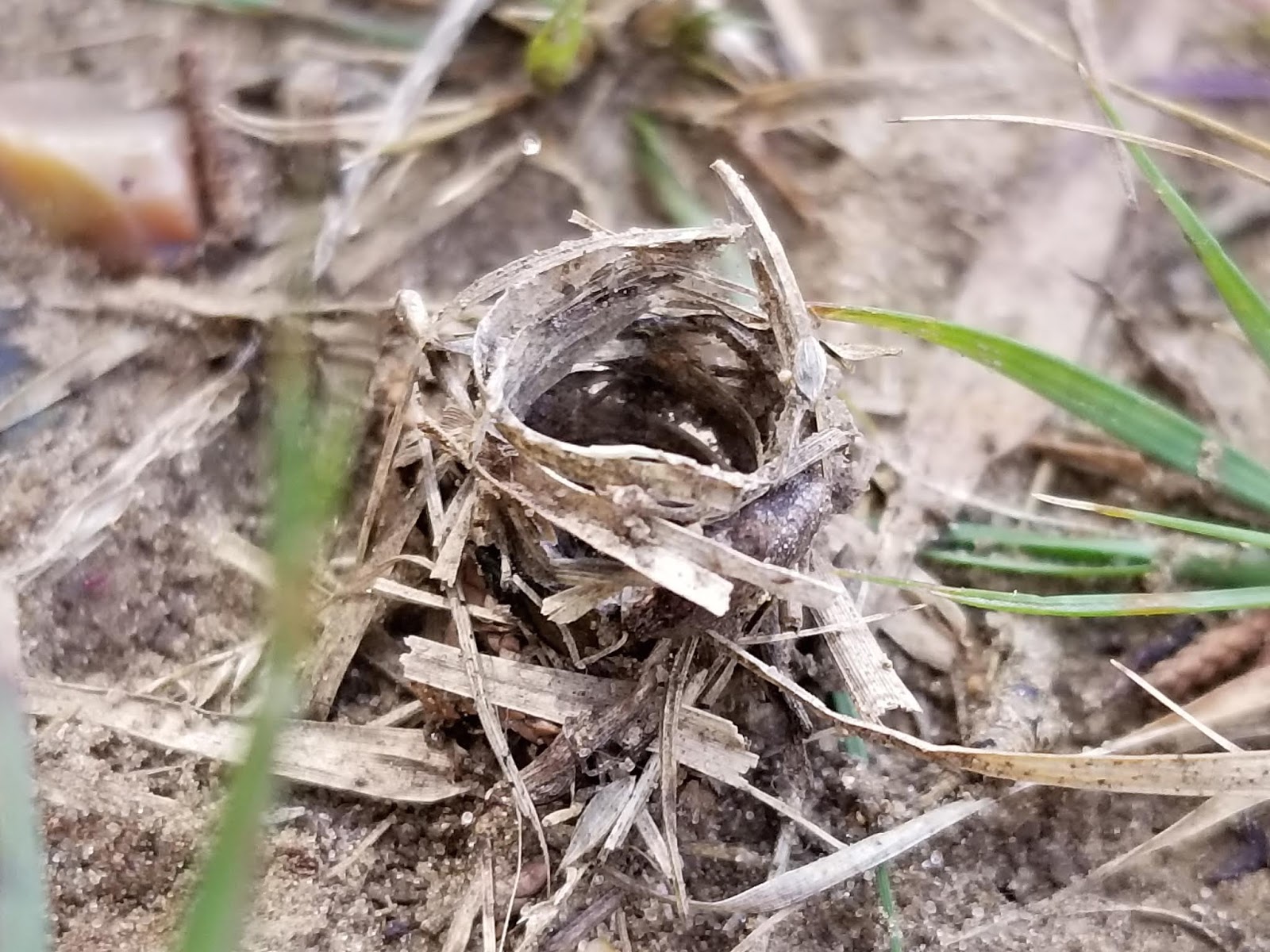 Springfield Plateau: Wolf Spider Hole