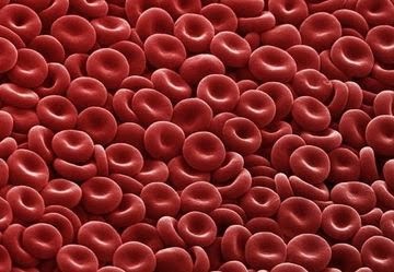 Sangue Humano | Funções e Características do Sangue