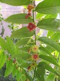 BLOG - DUNIA PERTANIAN MALAYSIA: Cekur Manis