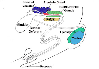 DOKTER HEWAN: Anatomi kelamin kuda dan sapi jantan