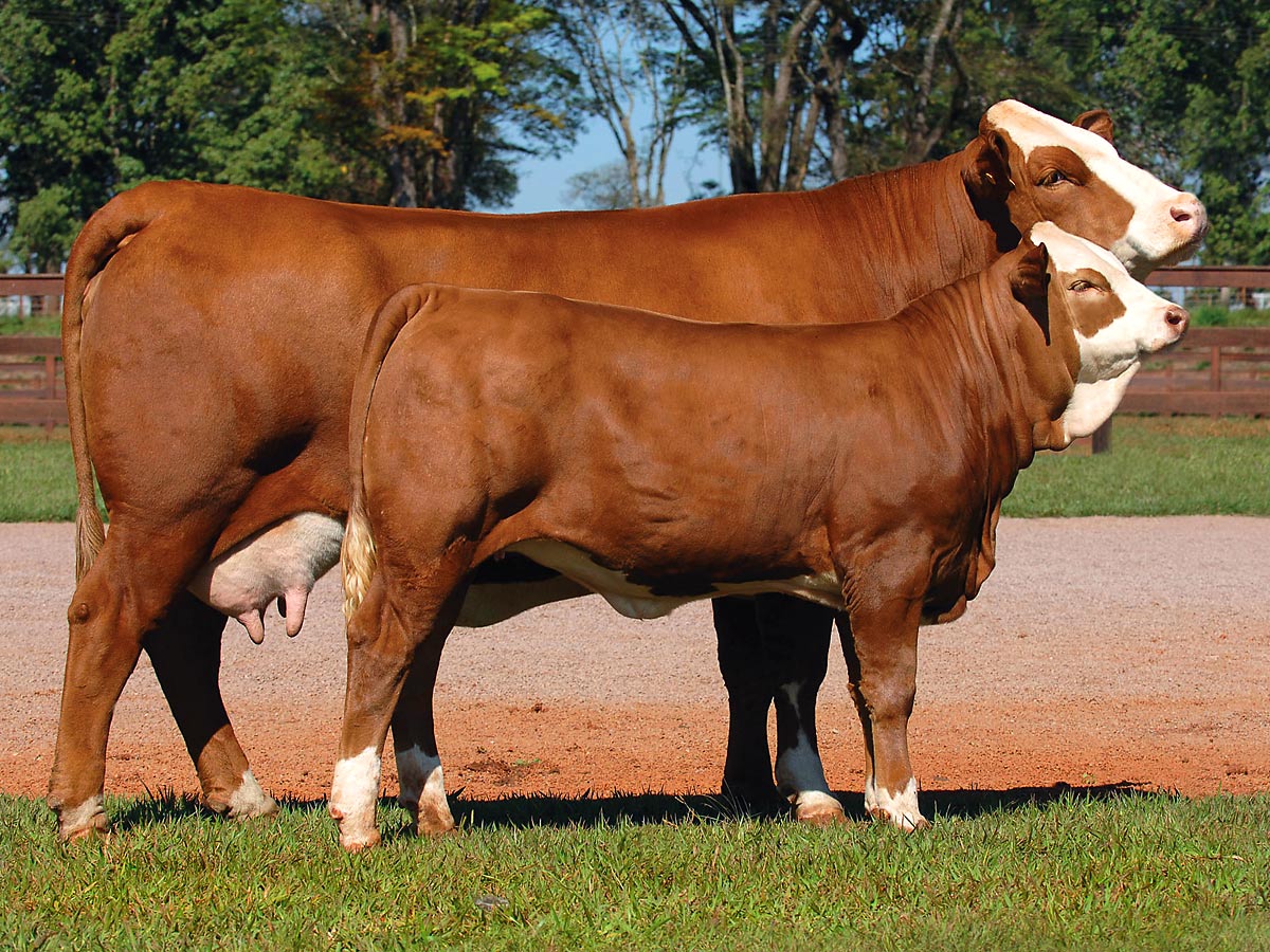 Simbrasil. Cow and calf | Cow calf, Bull cow, Cattle farming