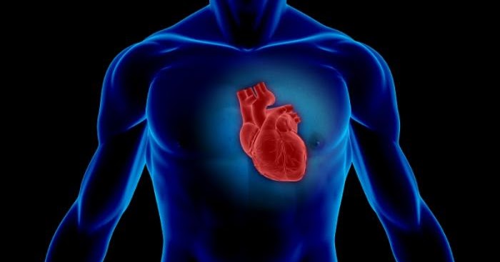 Apa yang Disebut Sistem Kardiovaskular? | Belajar Sampai Mati