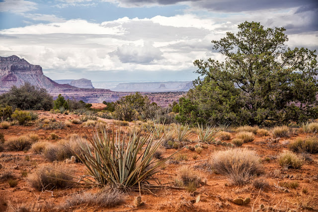 Walking Arizona: Colorado Plateau
