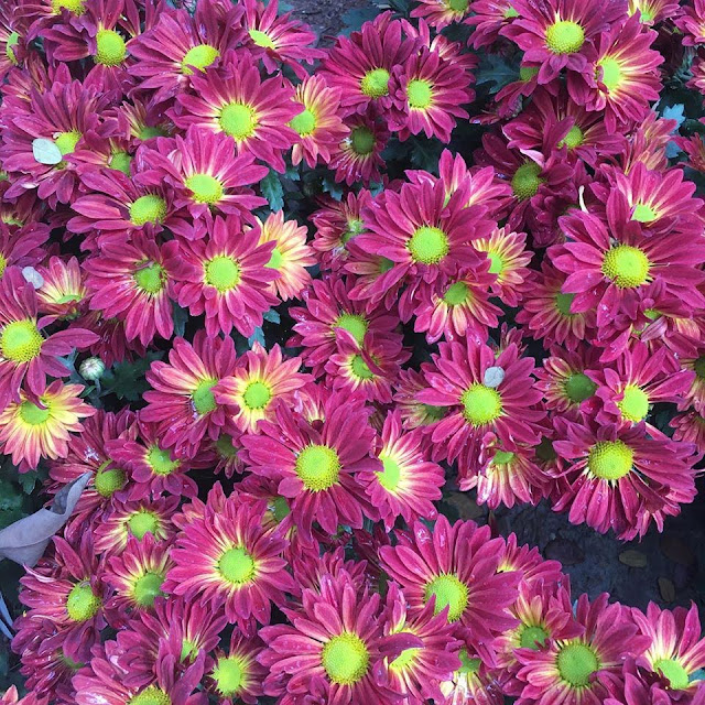 Dwarf mums