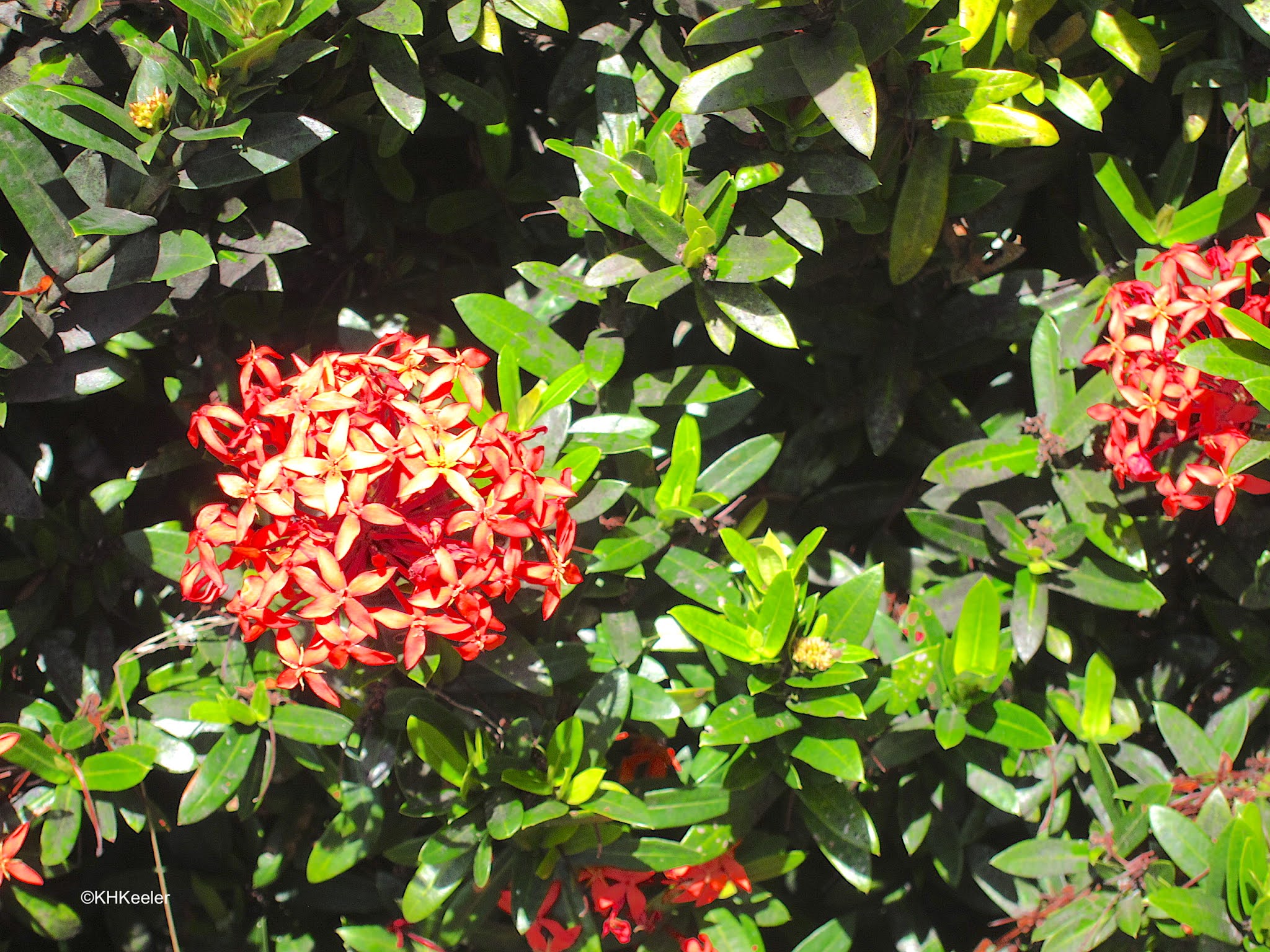 A Wandering Botanist: Plant Story--Ixora, Flame of the Woods