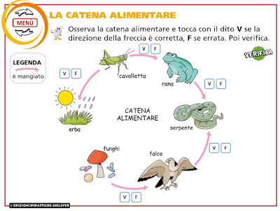 Scuola primaria PADRE MARCO D'AVIANO: Le catene alimentari