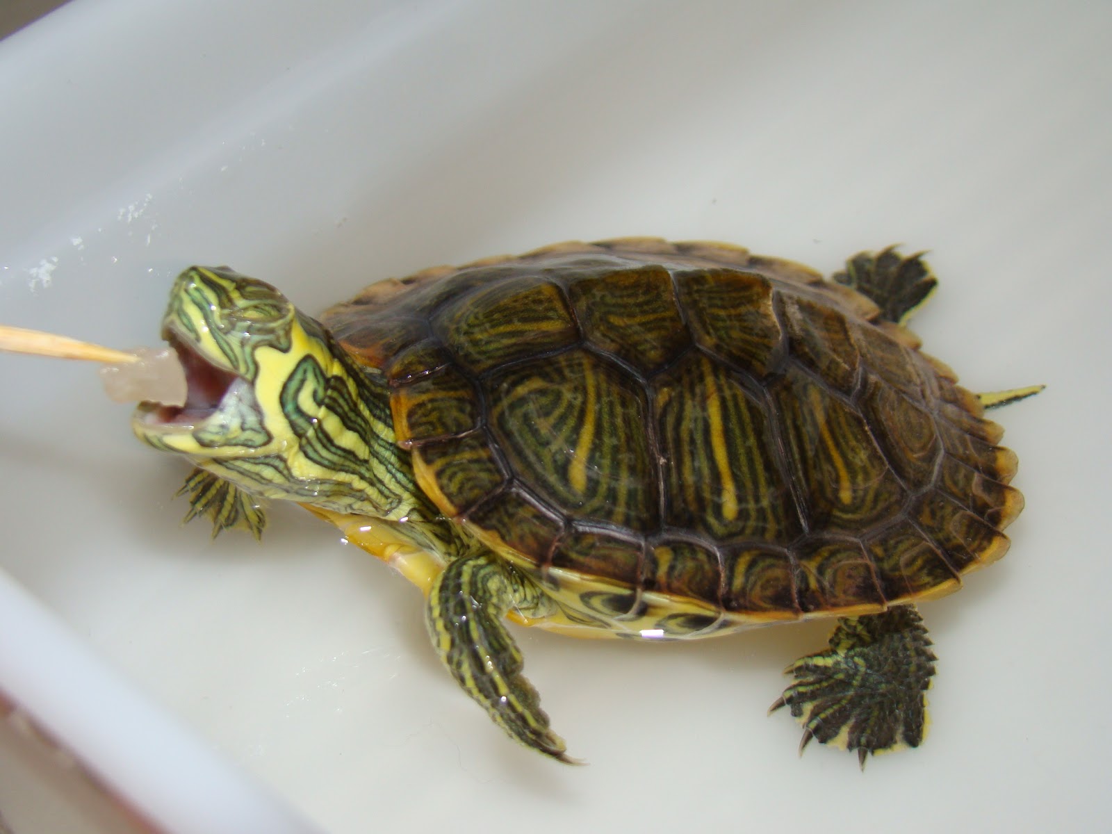 Tortuga Wall-e: Fotos de tortugas acuaticas