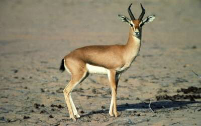 Gazelle | The Life of Animals