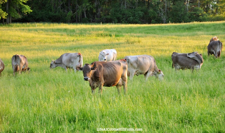 A Beginner's Guide To Homesteading In Your 40's or 50's | Life At ...