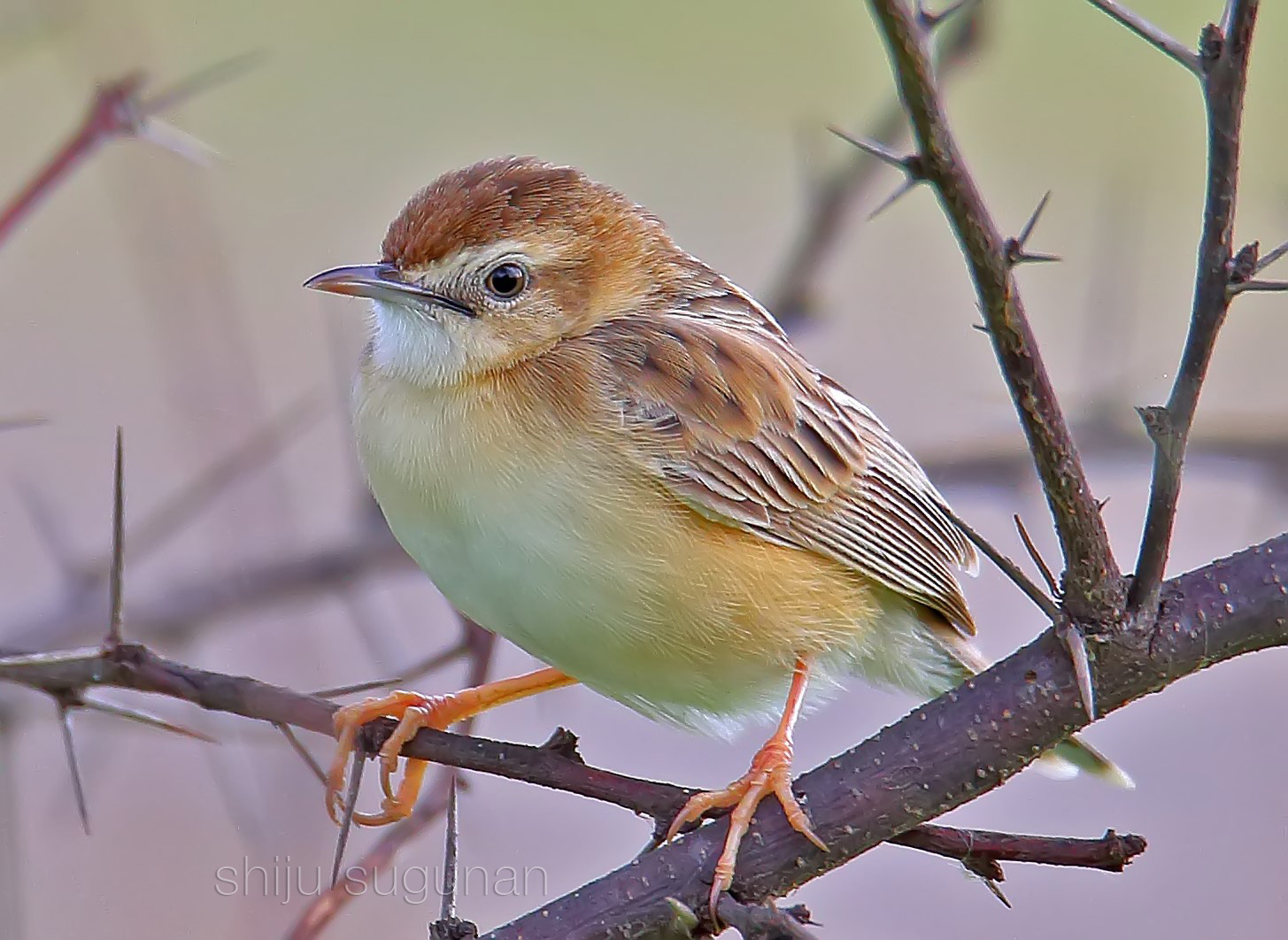 Cranium Bolts: Hunters of Hoskote