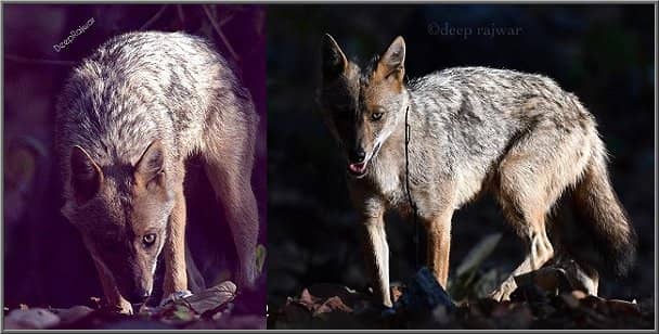 ख़तरनाक शिकारी - श्याव या सियार