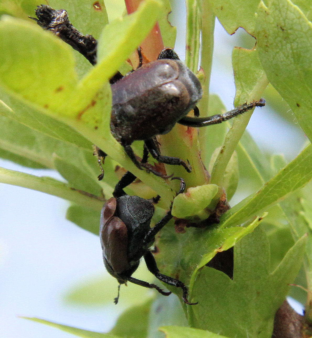 Birding with Flowers: Round-up of the End of the Spring Term