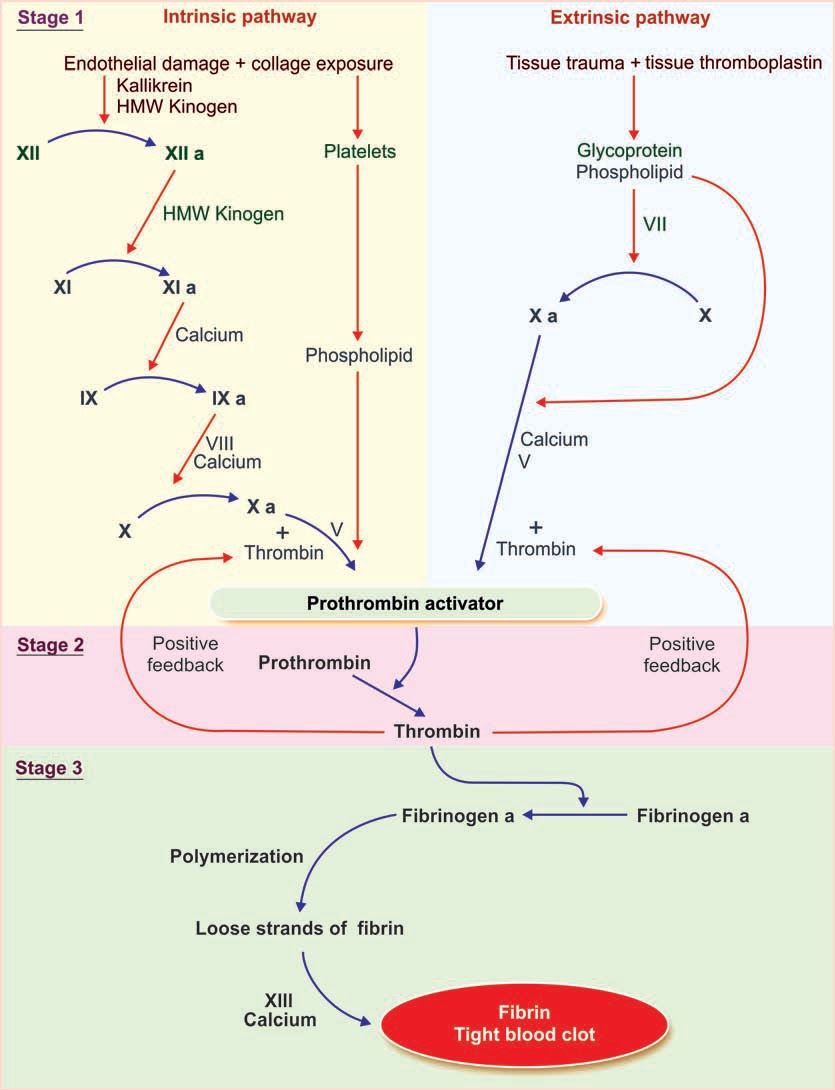 Dentosphere : World of Dentistry: # Clotting factor common to extrinsic ...