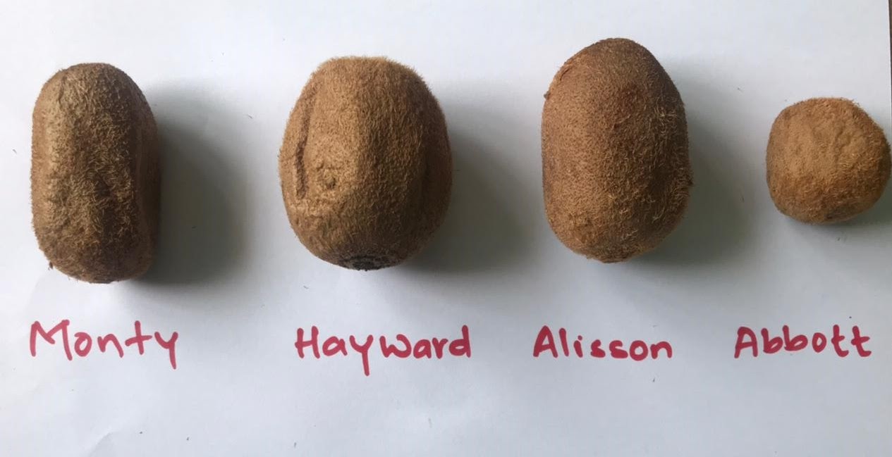 Kiwi Fruit: VARIETIES in Details! ( किवीफलका जातहरु )