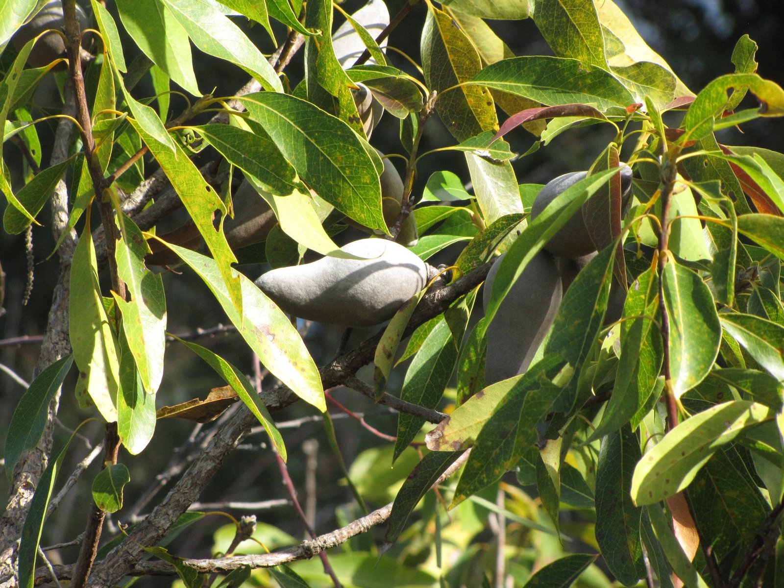 Sydney's Wildflowers and Native Plants: Xylomelum pyriforme - Woody Pear.