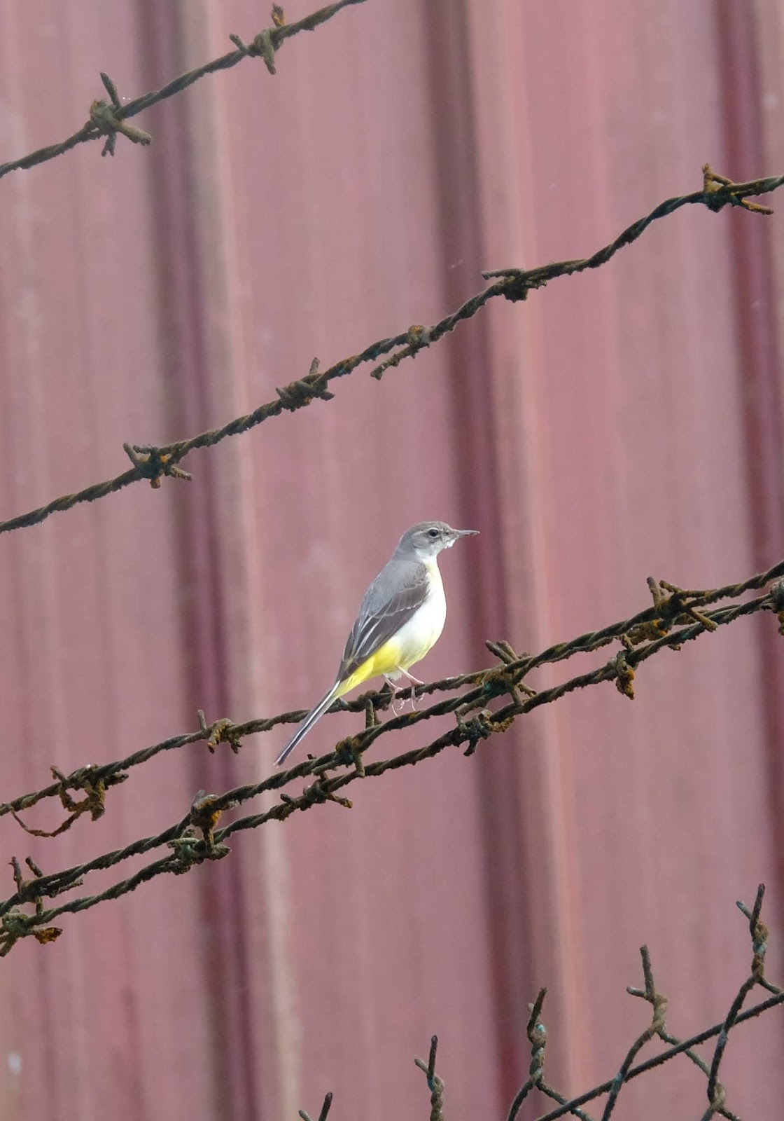 Mike is the name Birding is the game ( Birding in Malaysia - Malaysian ...