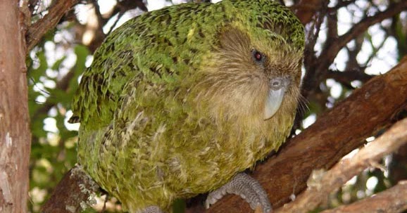 The Newest Rant: The World's Fattest Parrot is at Least Doing Okay and ...