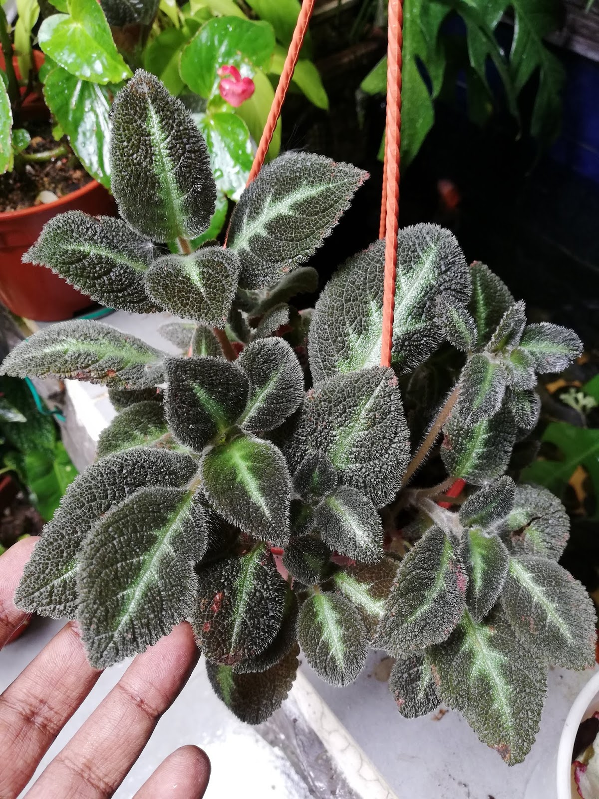 Garden Chronicles of James David: 27 Different Episcia Varieties ...