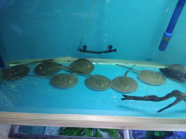 GVAC Tank Notes: Singrays by Eric Maxson