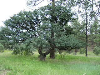 Shade Trees for Small Spaces