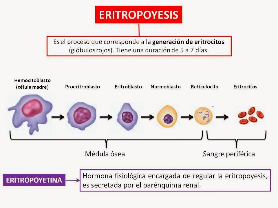 La sangre: Formación de las células sanguineas